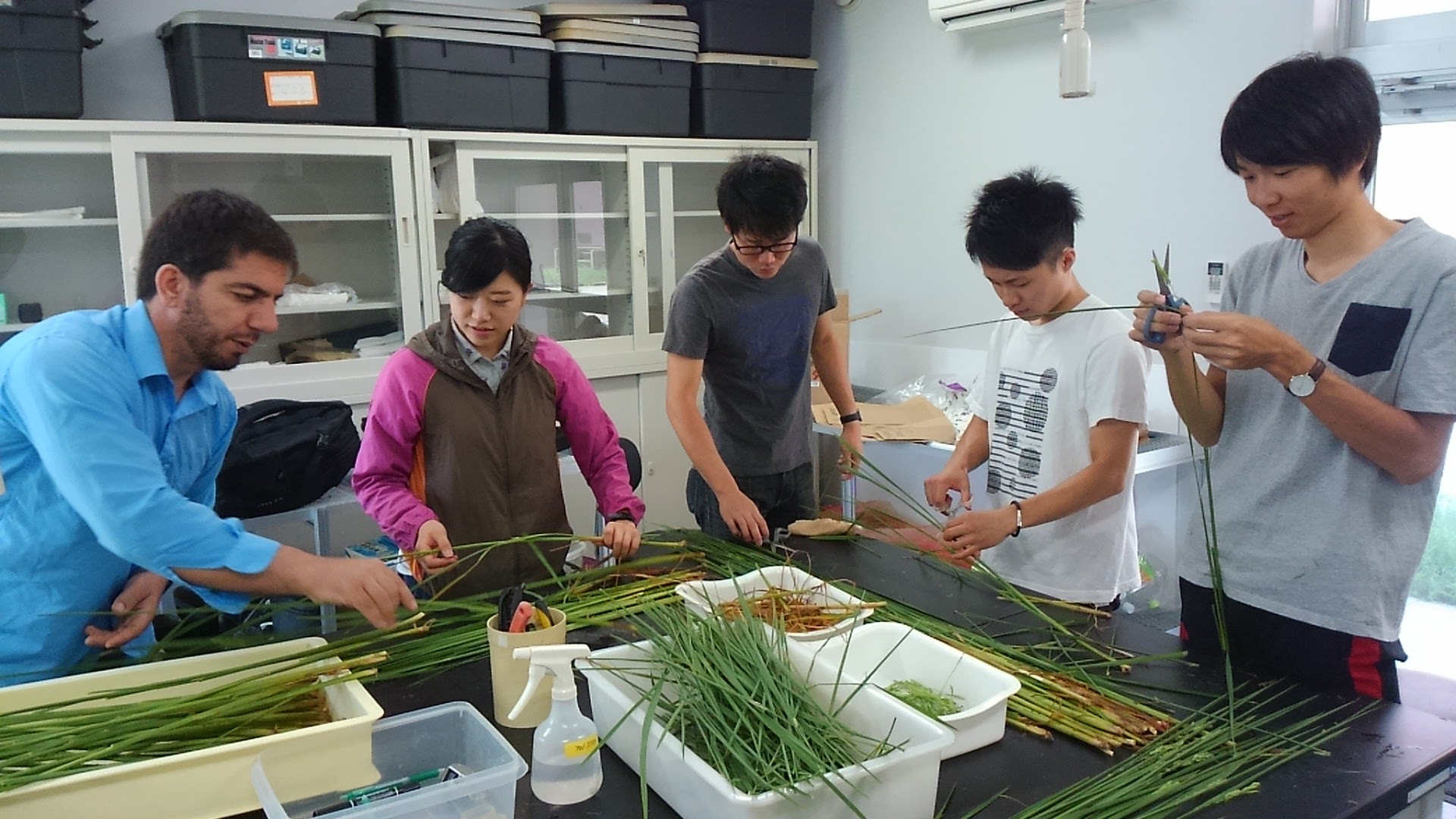 飼料イネ（Fodder rice） – SEKIYA LAB