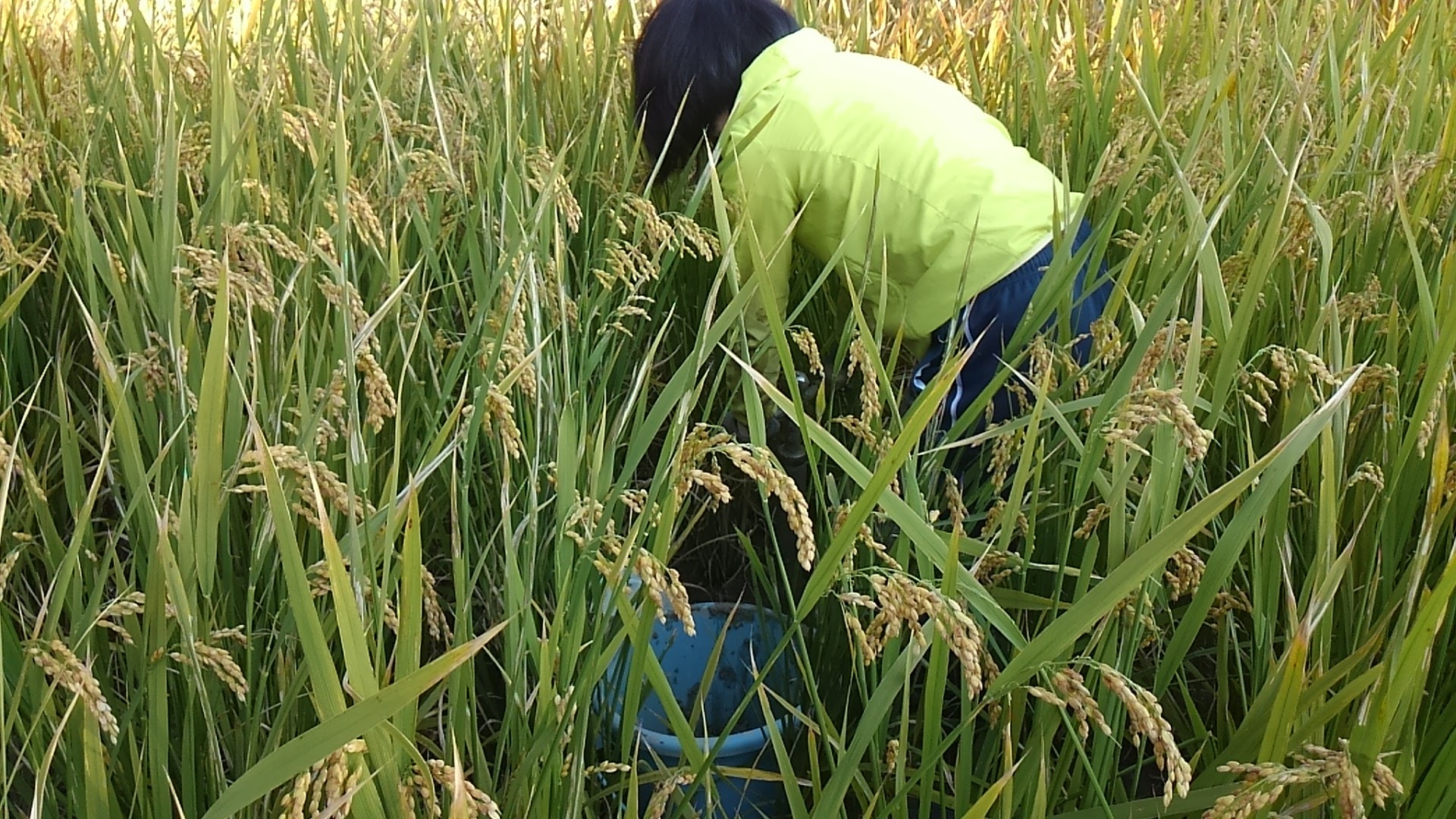 飼料イネ（Fodder rice） – SEKIYA LAB